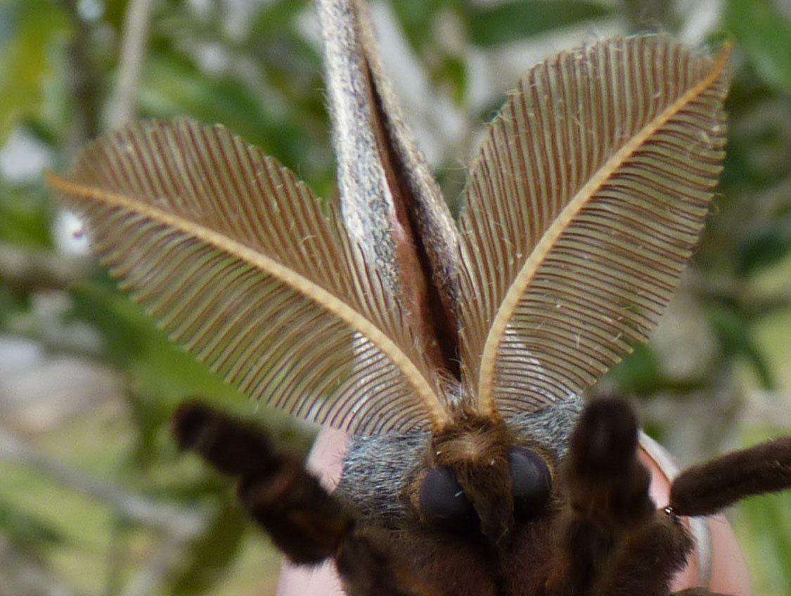 moth antennae | Deep in the Heart of Textiles