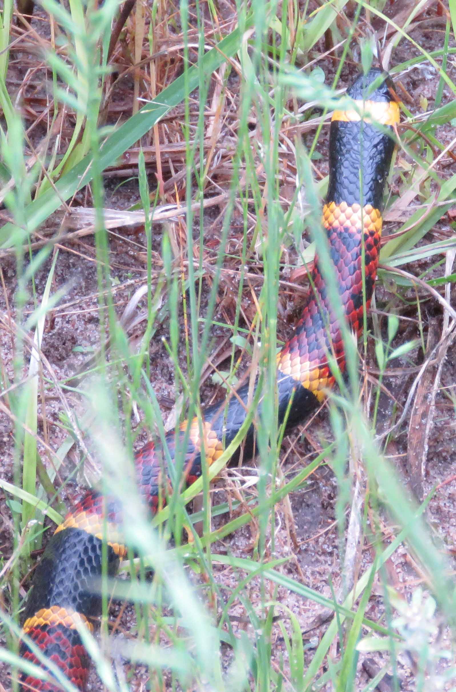 coral snake | Deep in the Heart of Textiles